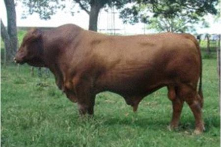 WALLPAPER TOROS CEBU - Imagui